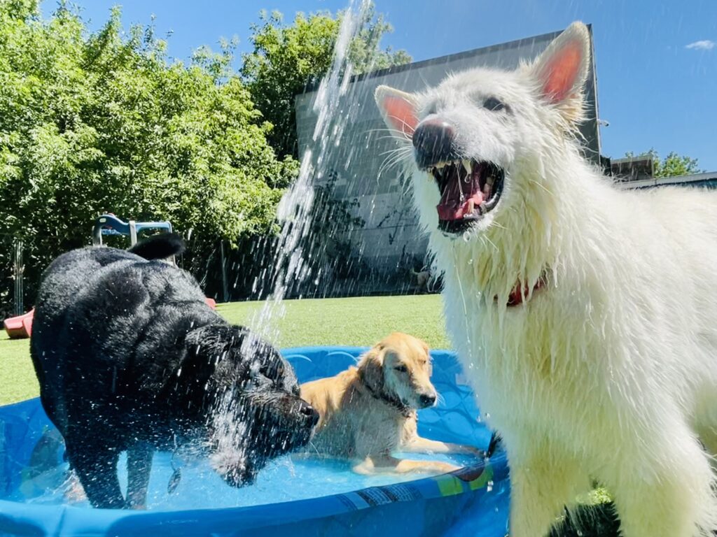Services - Petopia Dog Boarding
