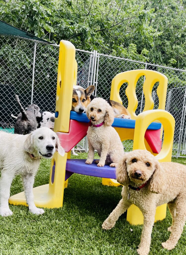 Services - Petopia Dog Boarding