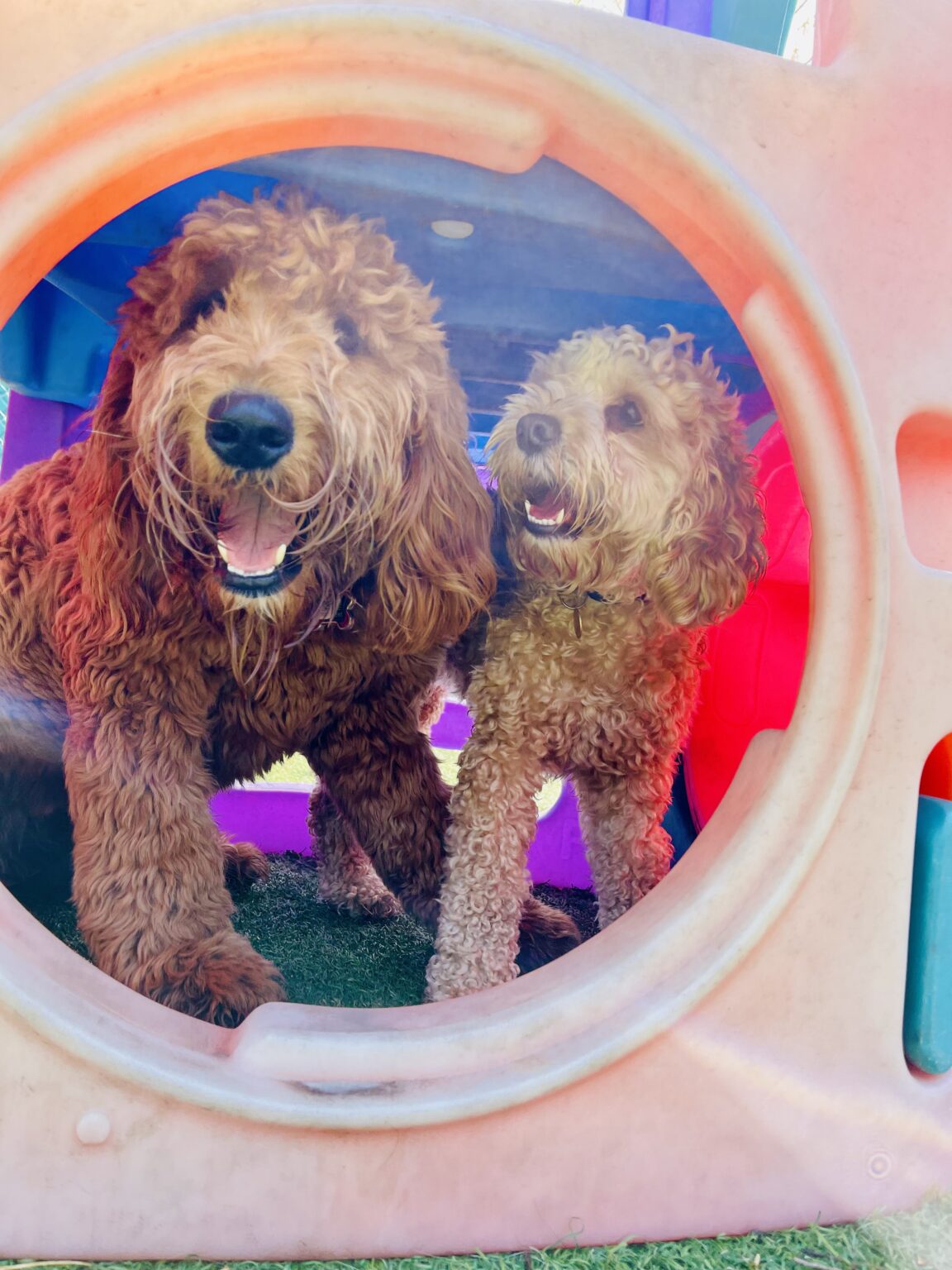 Services - Petopia Dog Boarding